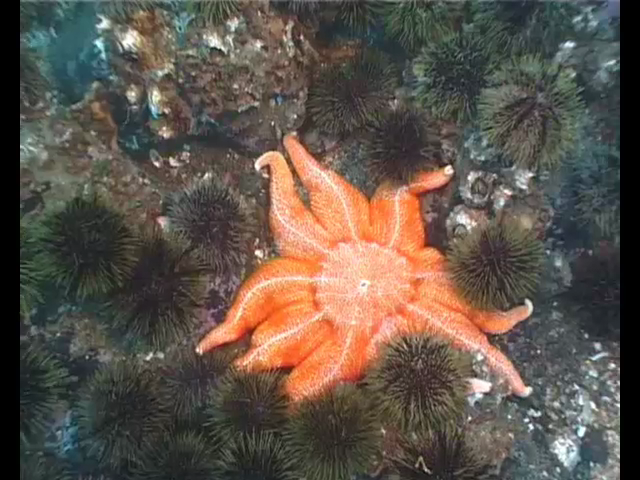 Diving in Iceland - Strýtan DiveCenter - Strytan Divecenter
