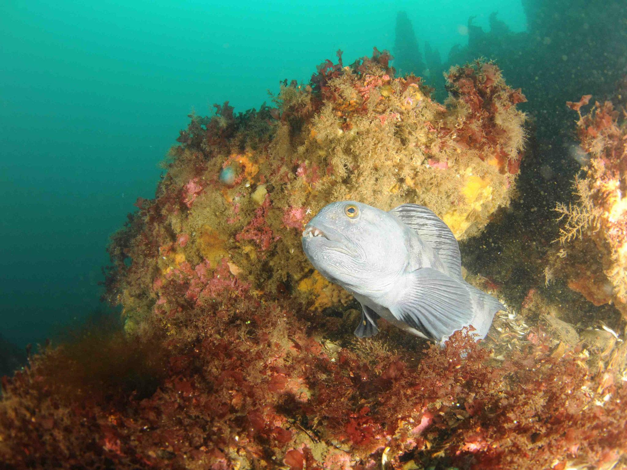 Diving in Iceland - Strýtan DiveCenter - Strytan Divecenter