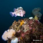 Diving in Iceland - Strýtan DiveCenter - Strytan Divecenter